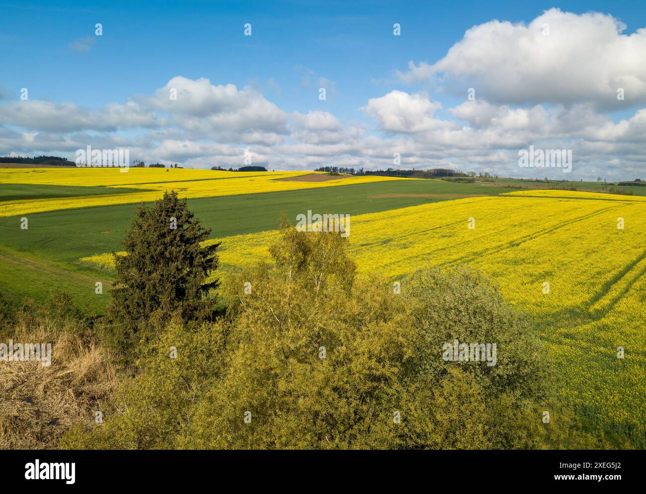 Aerial top view rapeseed field hi-res stock photography and images - Alamy