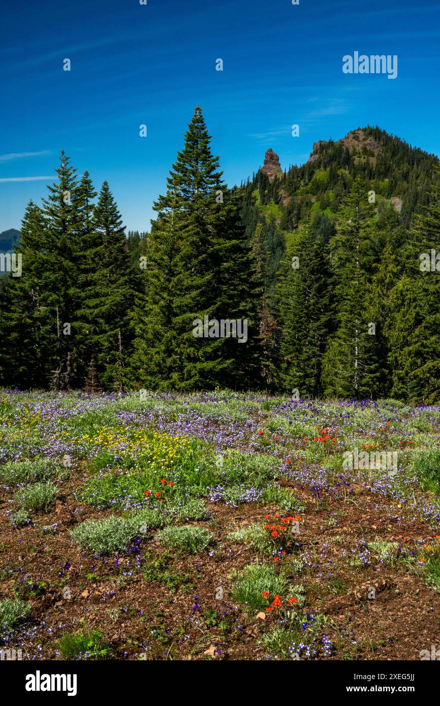 Wildflowers carpet the mountain meadows below Cone Peak in Oregon's ...