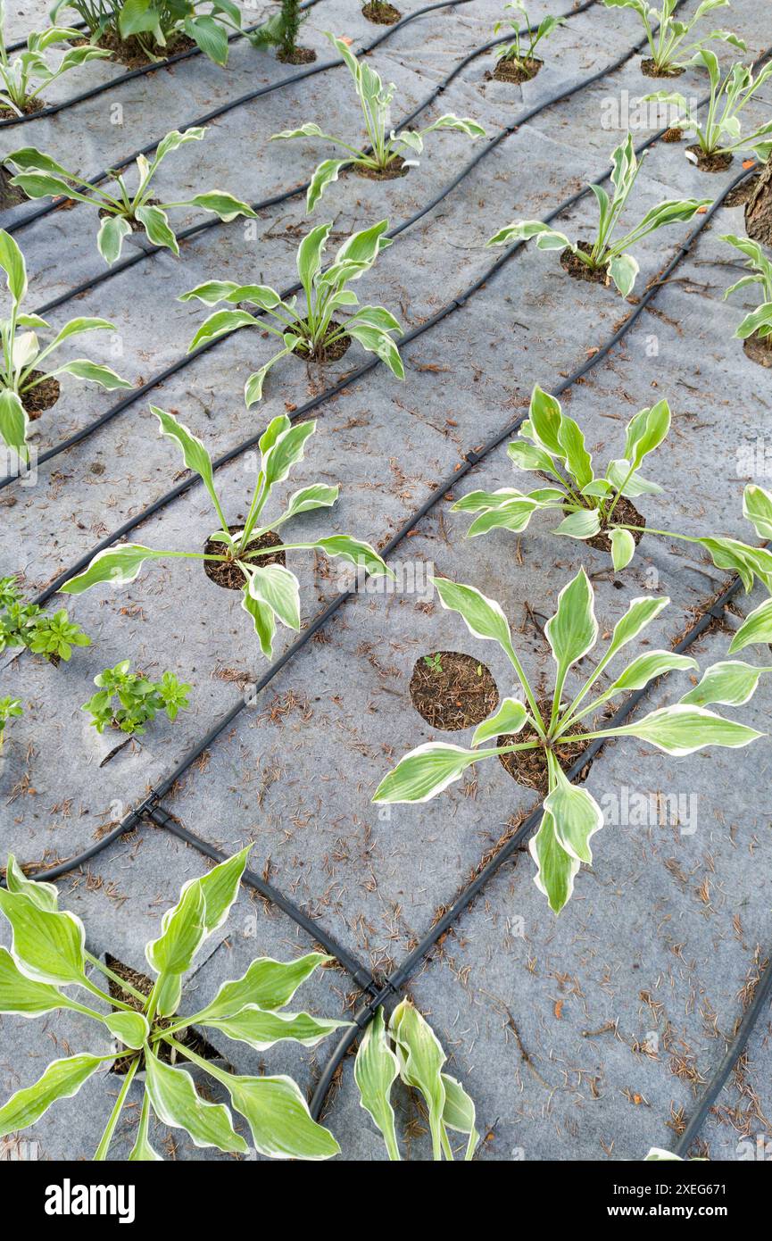 Installing Garden Irrigation System with Plants Stock Photo - Alamy