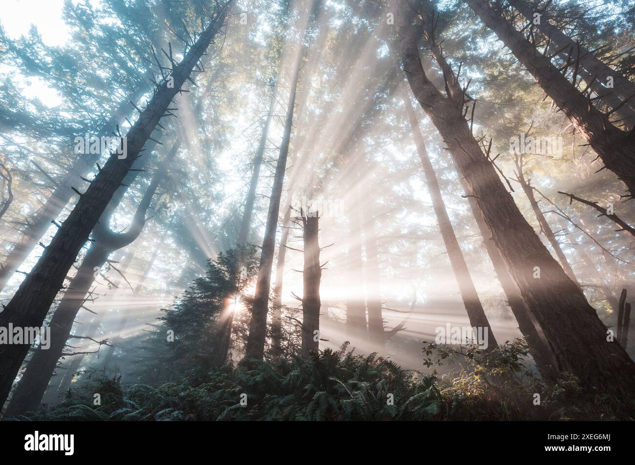 Bright white light beams hi-res stock photography and images - Alamy