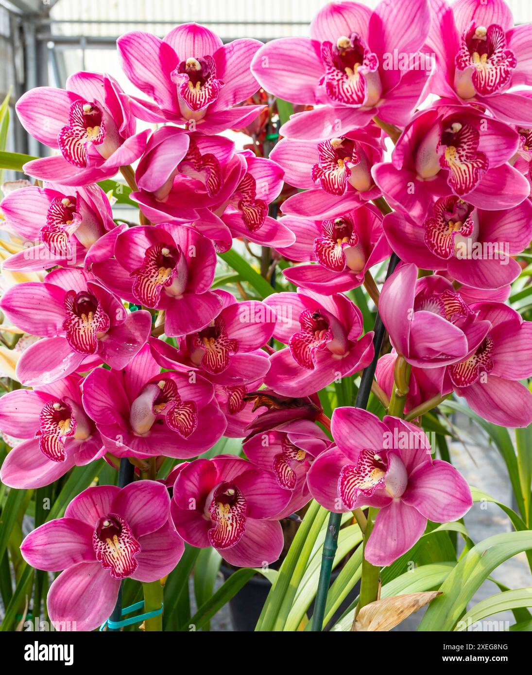 Blooming pink rosea orchid hi-res stock photography and images - Alamy