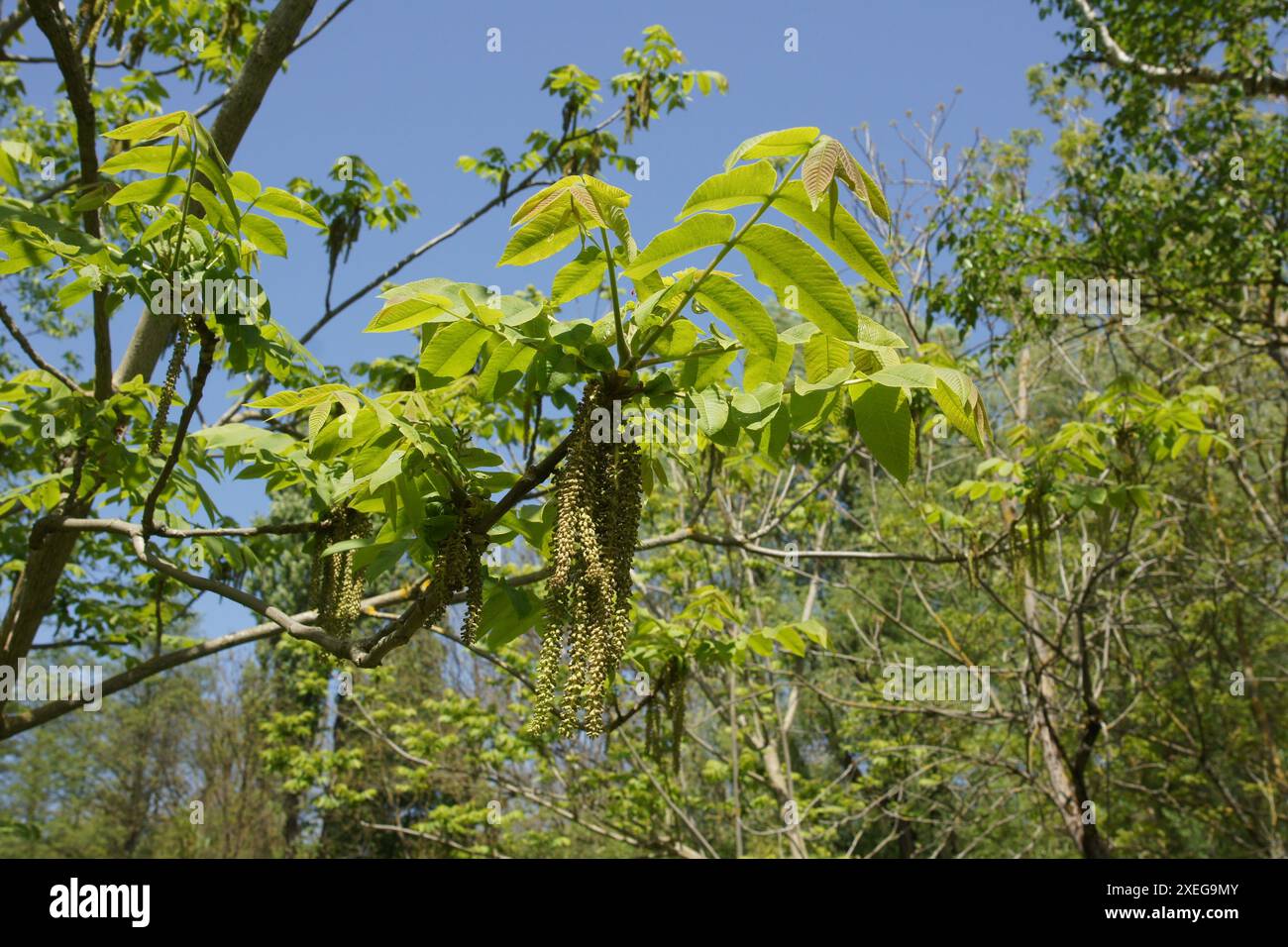 Juglans mandshurica, Manchurian walnut Stock Photo - Alamy