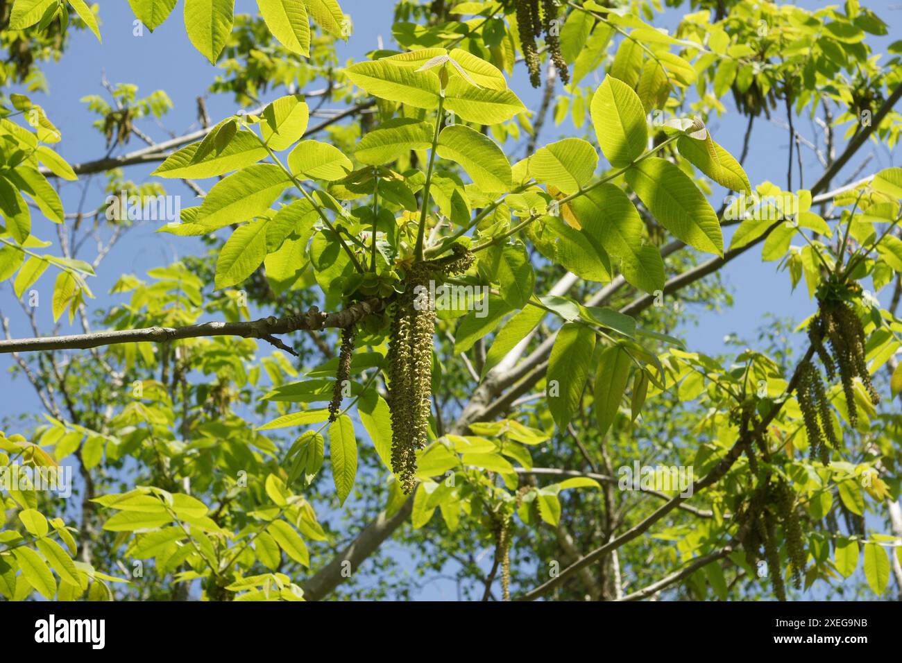 Juglans mandshurica, Manchurian walnut Stock Photo - Alamy