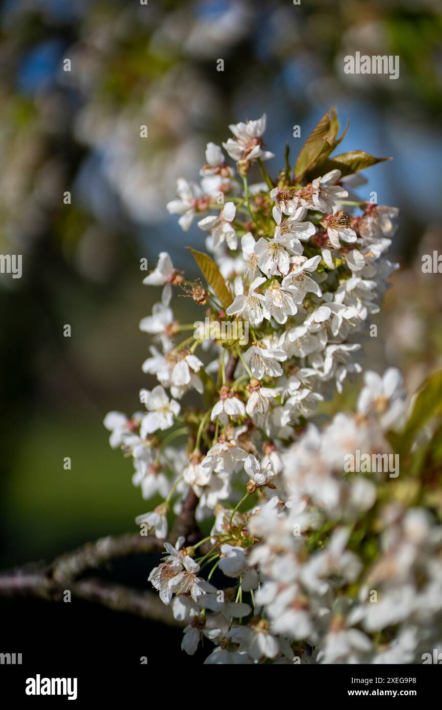 Sunny blossoms hi-res stock photography and images - Alamy
