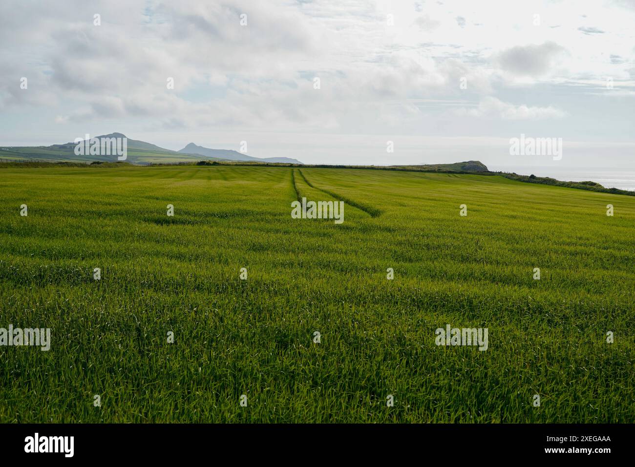 A field with tram lines in the Welsh countryside Stock Photo - Alamy