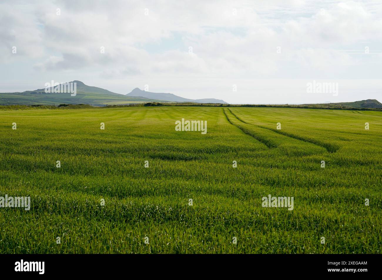A field with tram lines in the Welsh countryside Stock Photo - Alamy
