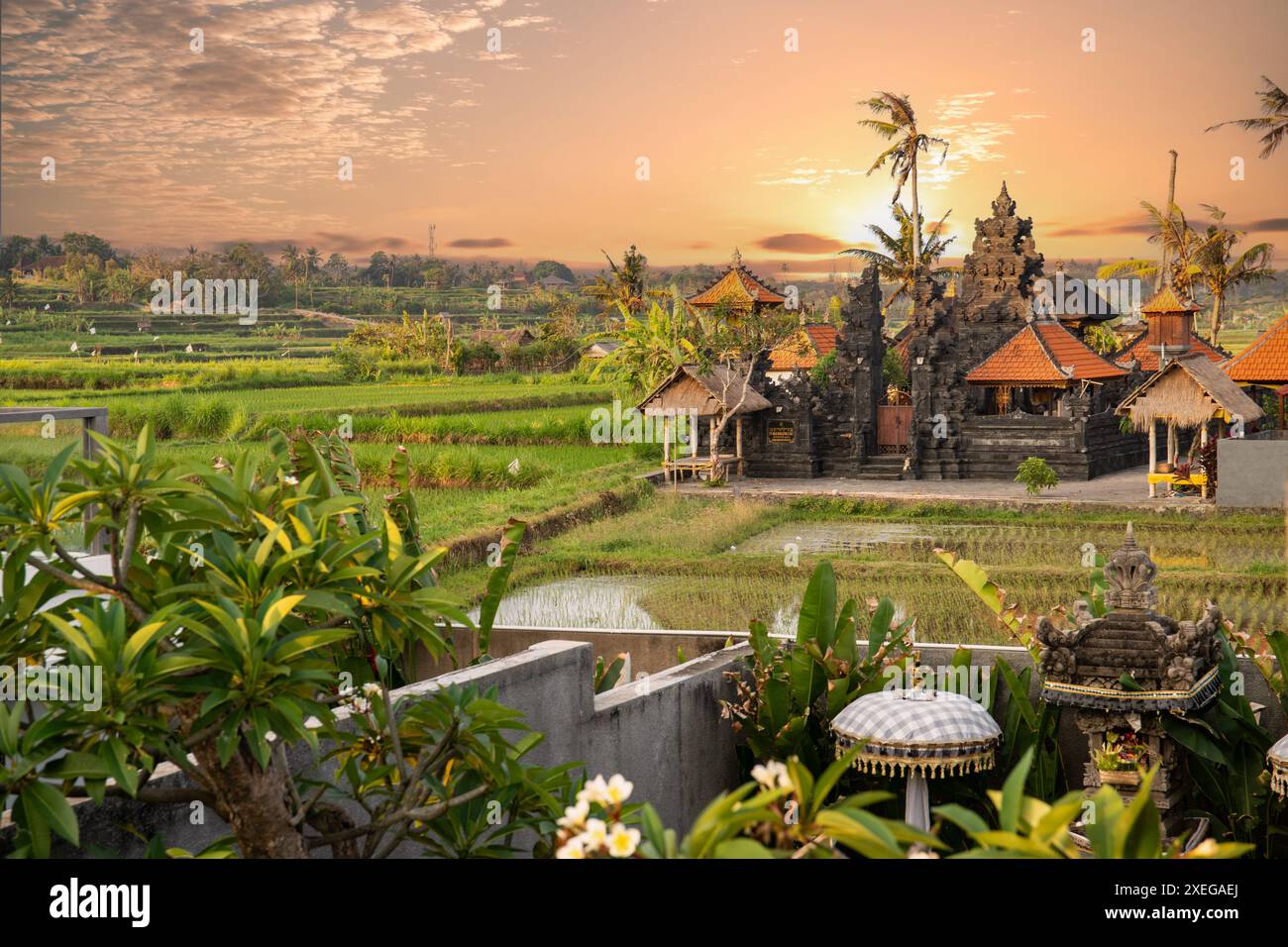 Rice terraces with water in the morning. Hindu temple landscape ...