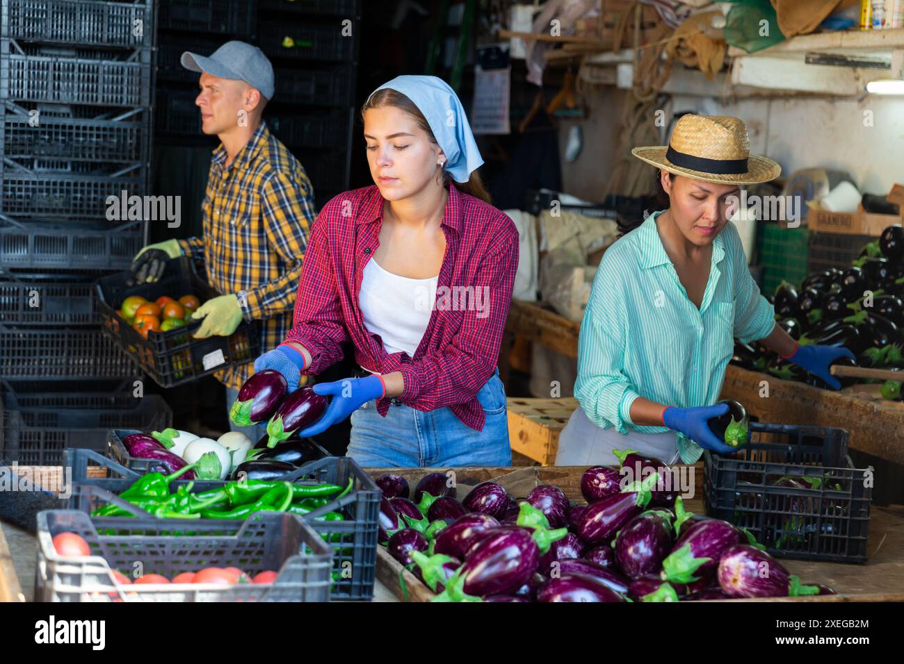 Three workers in vegetable warehouse Stock Photo - Alamy