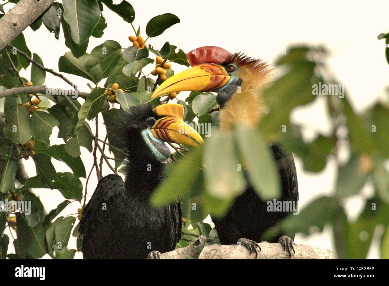 Knobbed hornbill pair hi-res stock photography and images - Alamy
