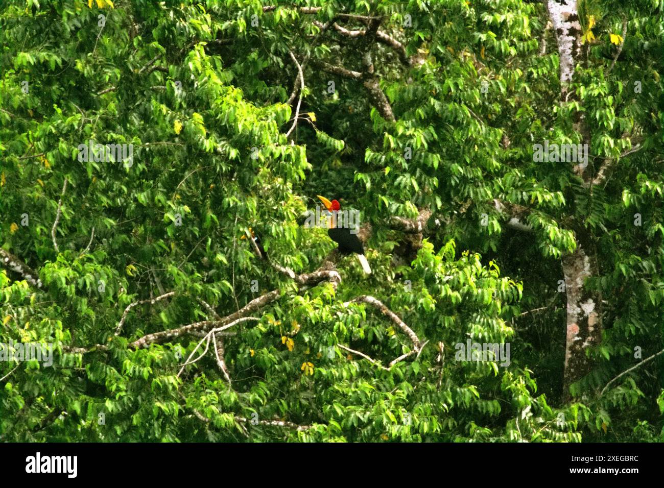 A knobbed hornbill (Rhyticeros cassidix) forages on a tree in a ...