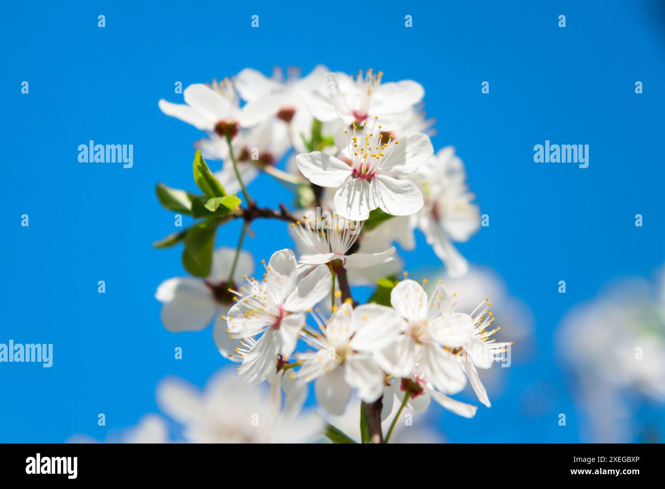 White japanese cherry tree hi-res stock photography and images - Alamy