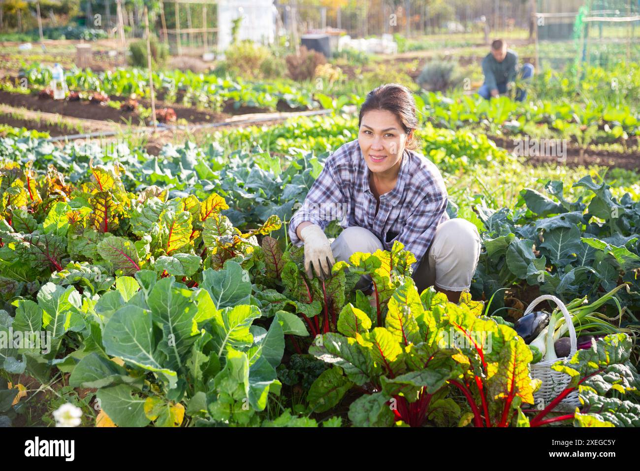 Smiling asian woman checking beet crops in vegetable garden Stock Photo - Alamy