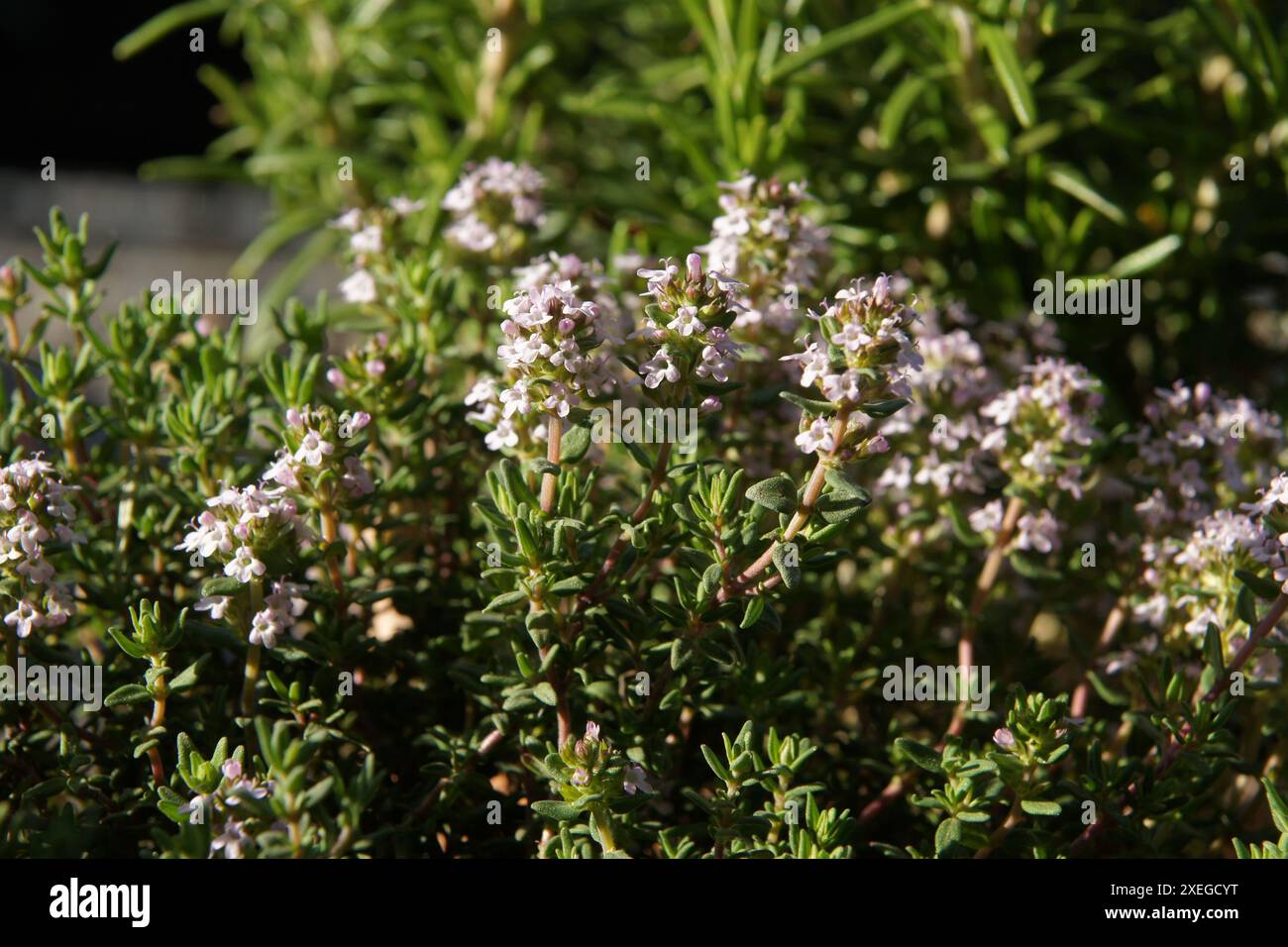 Thymus vulgaris, thyme Stock Photo - Alamy