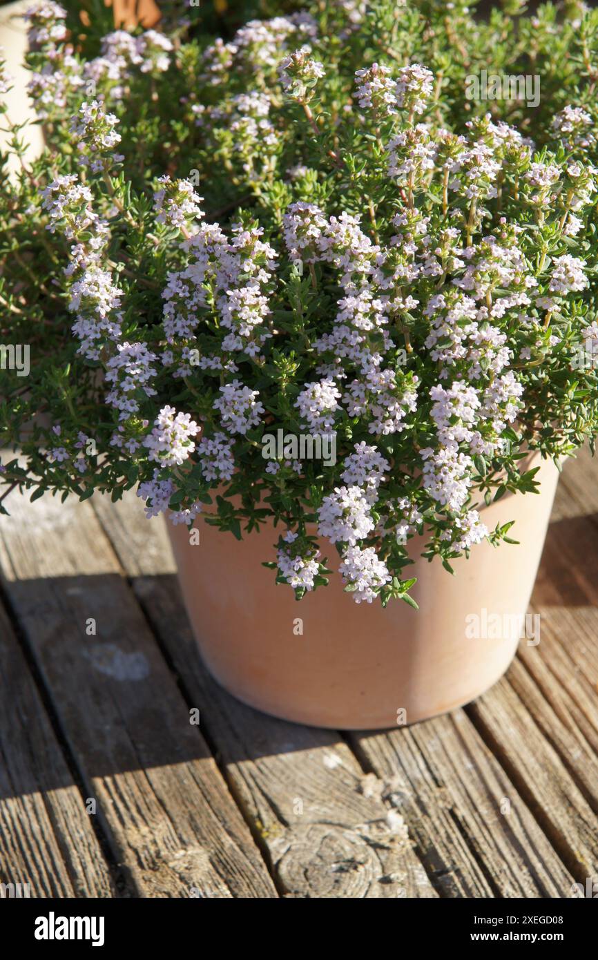 Thyme thymus vulgaris botanical hi-res stock photography and images - Alamy