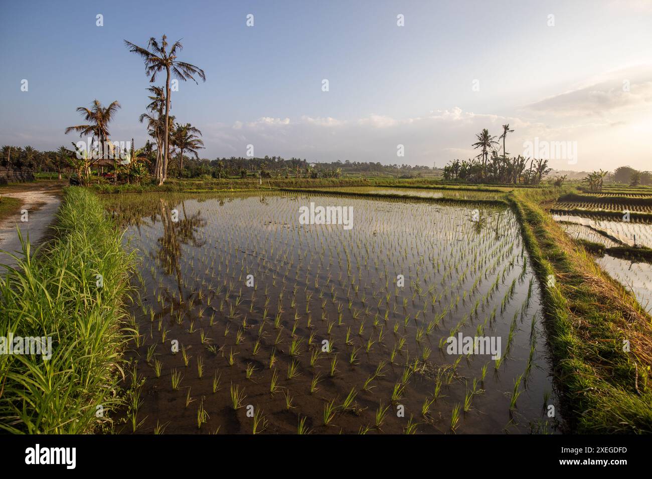 View of the rice terrace in Blimbing and Pupuan. Bali Indonesia Stock ...