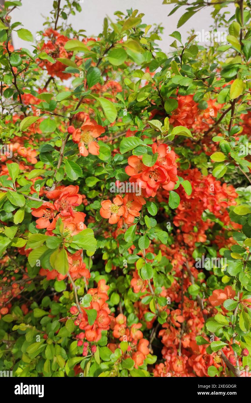 Ornamental japanese hi-res stock photography and images - Alamy