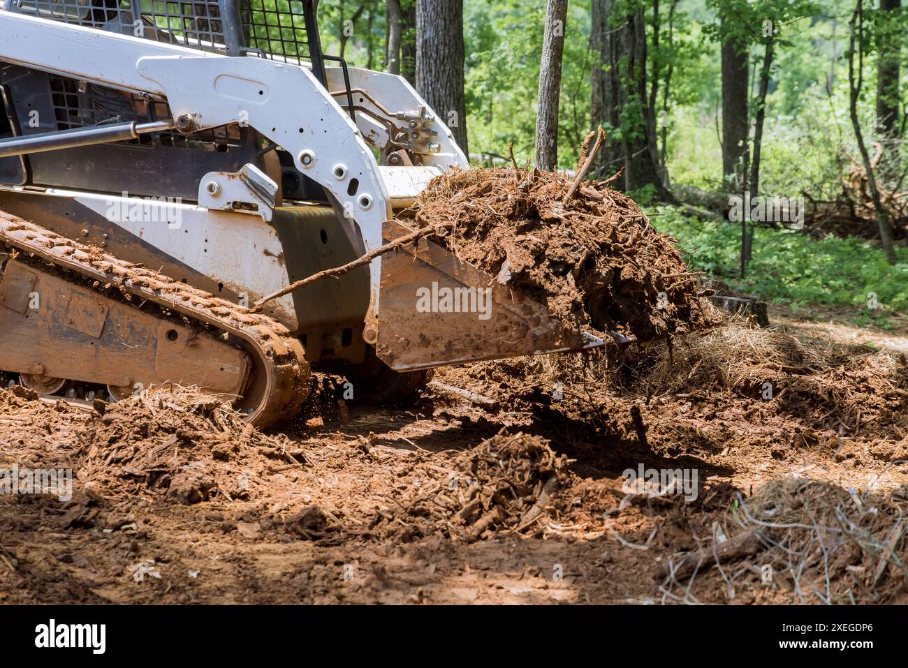 At forest, tractor is using bucket to level ground during earthworks ...