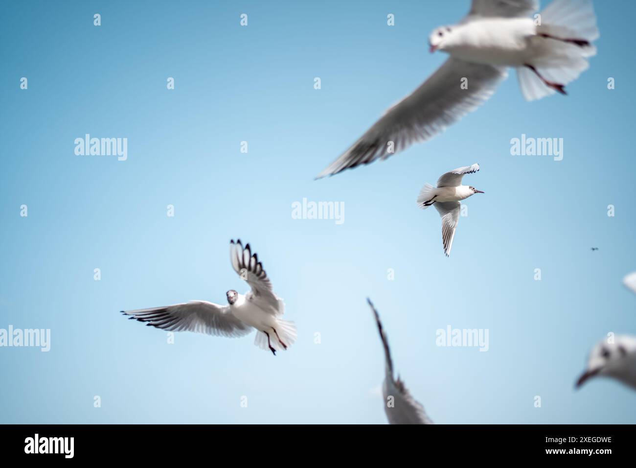 Group of seagull seabirds with wings and feathers is soaring through ...