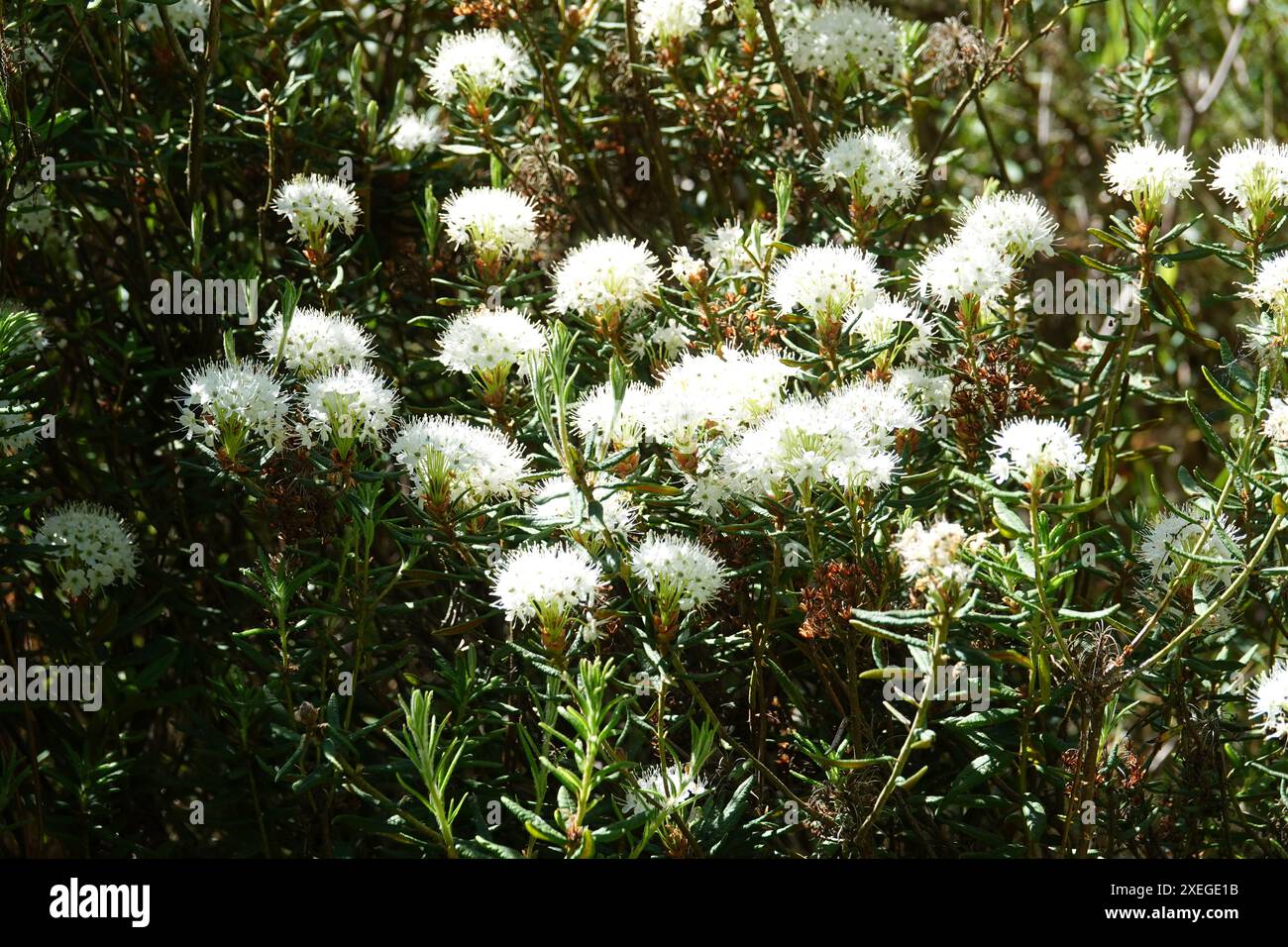 Tomentosum rhododendron hi-res stock photography and images - Alamy