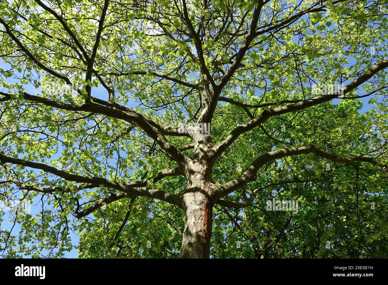Platanus acerifolia, Platane, plane tree Stock Photo - Alamy