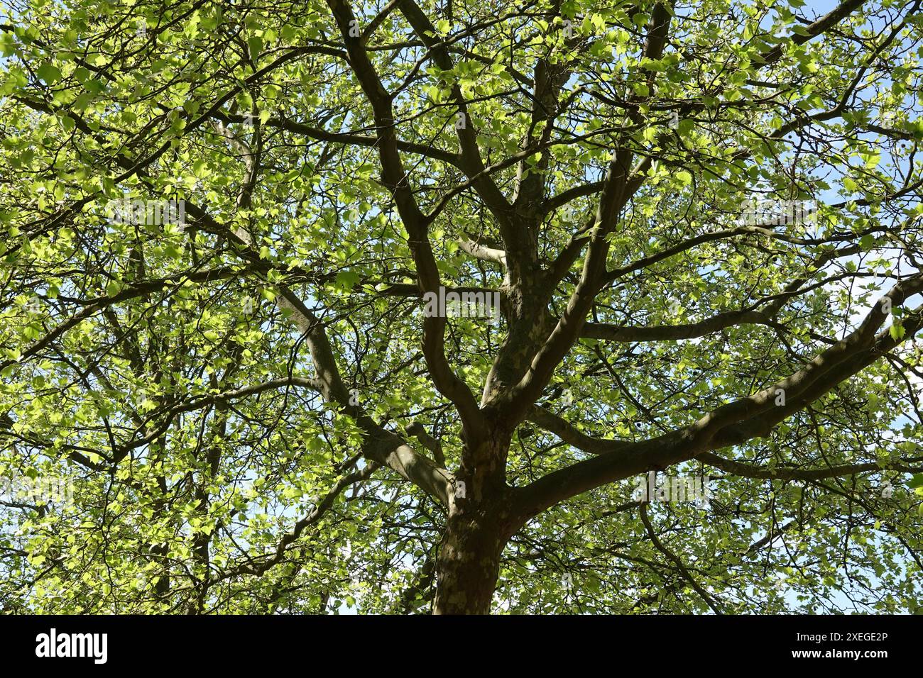 Platanus acerifolia, Platane, plane tree Stock Photo - Alamy