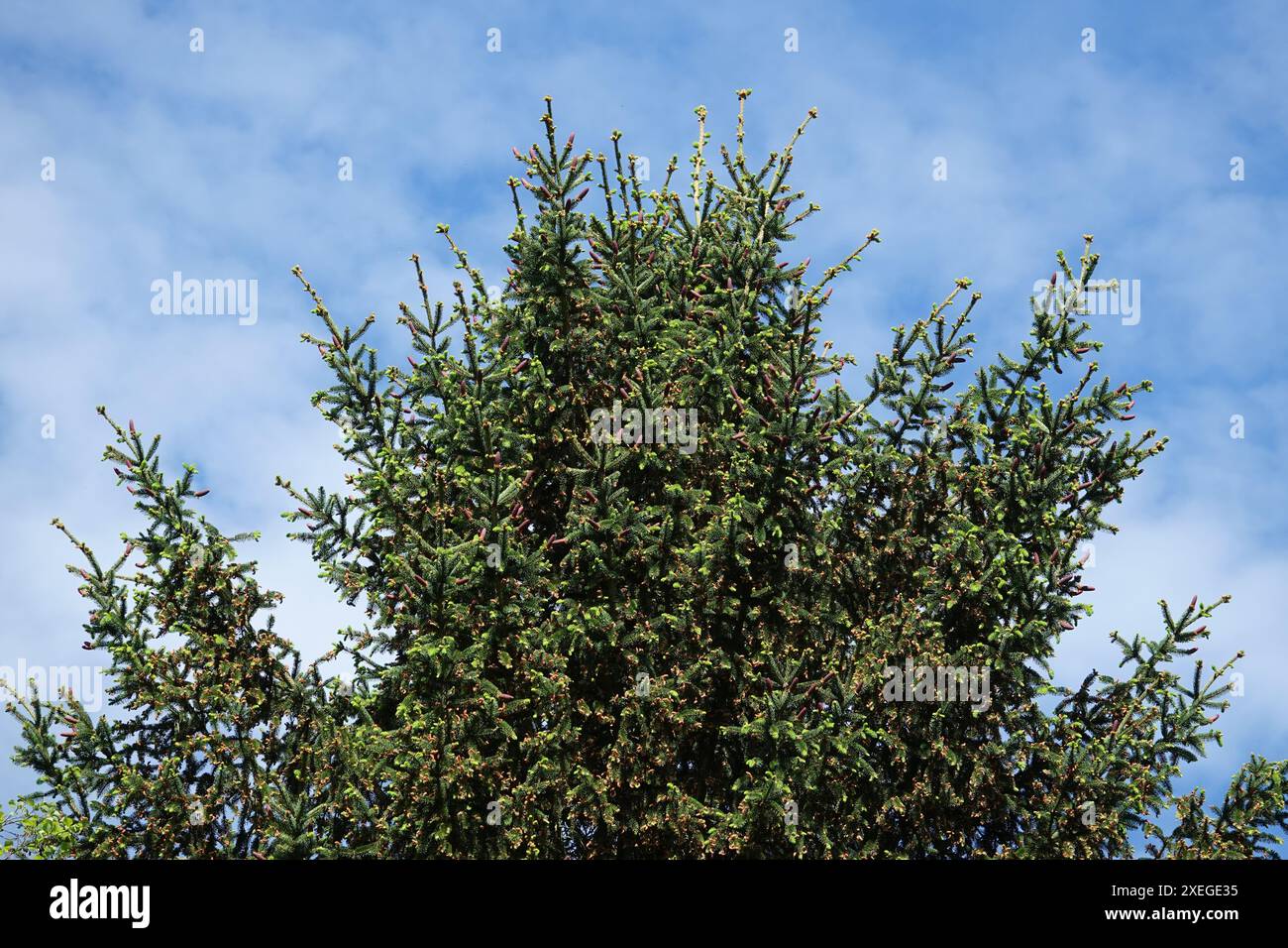 Picea abies, spruce Stock Photo - Alamy
