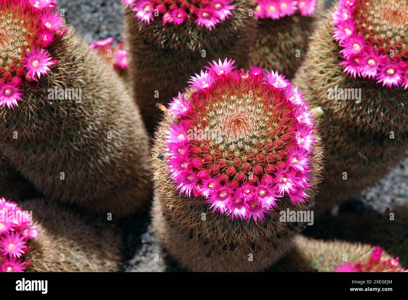 Blueing hi-res stock photography and images - Alamy