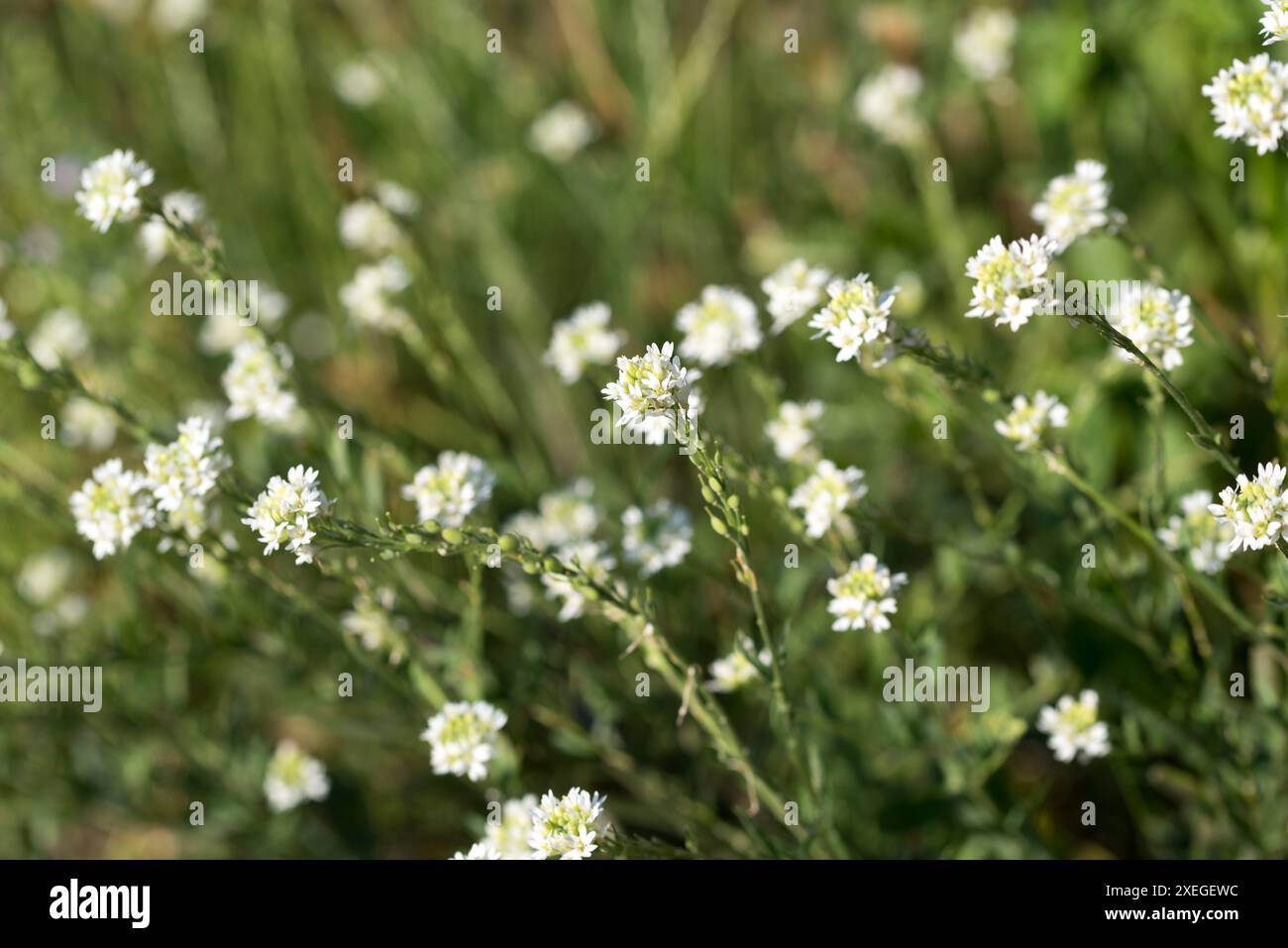 Plant species berteroa incana hi-res stock photography and images - Alamy