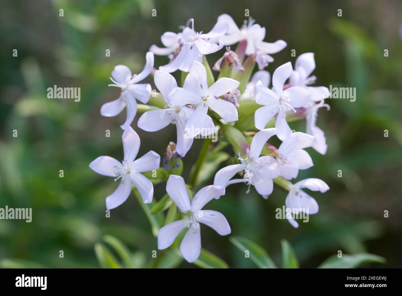 Common soapwort, Saponaria officinalis meadow flowers closeup selective ...