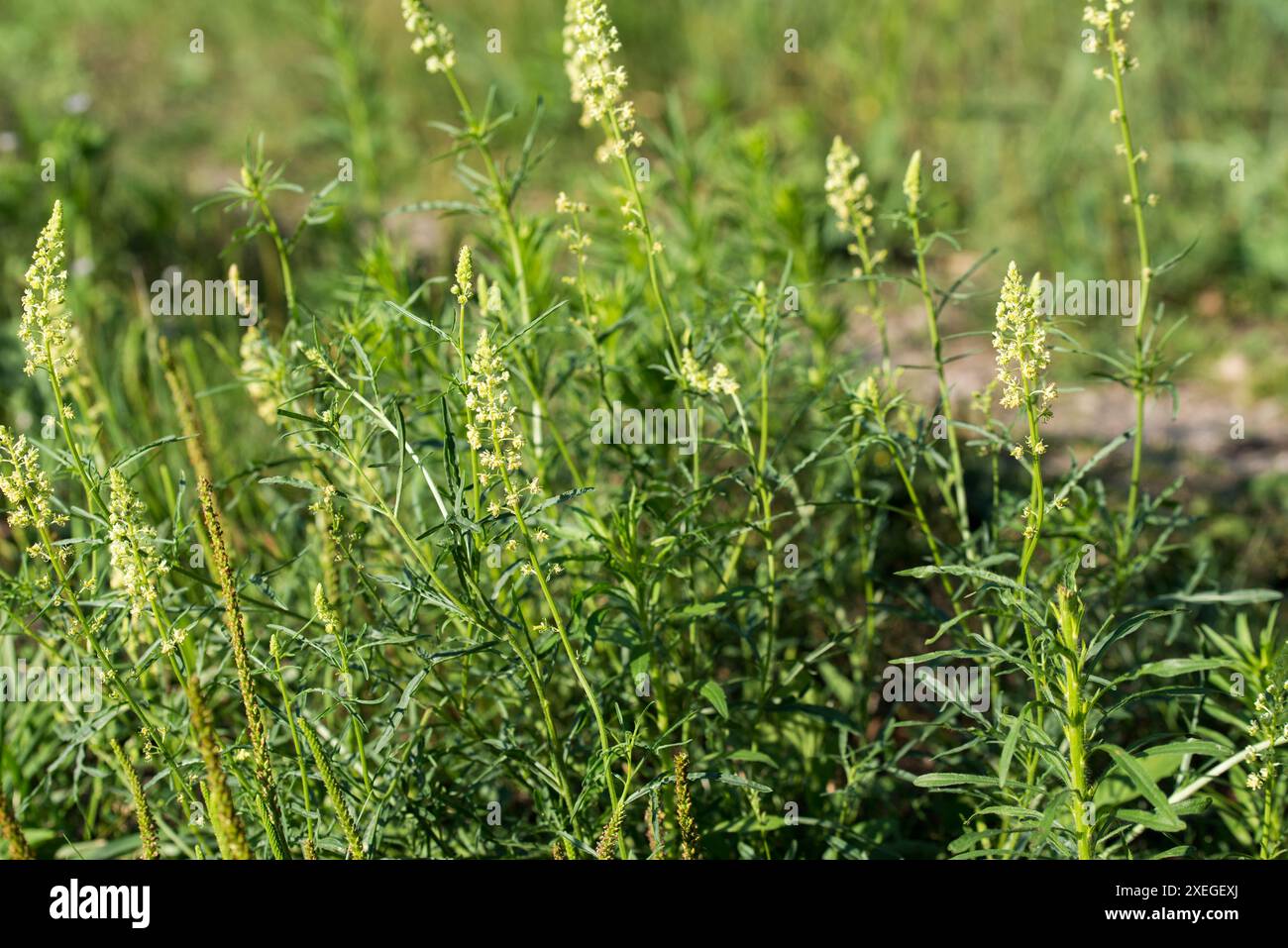 Mignonette flower hi-res stock photography and images - Alamy