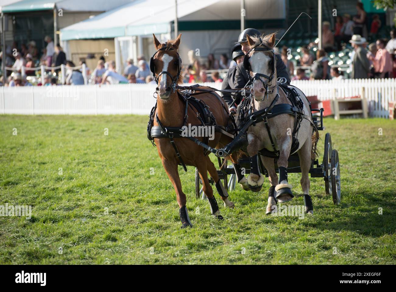 Leading the way at the New Forest Show Stock Photo - Alamy