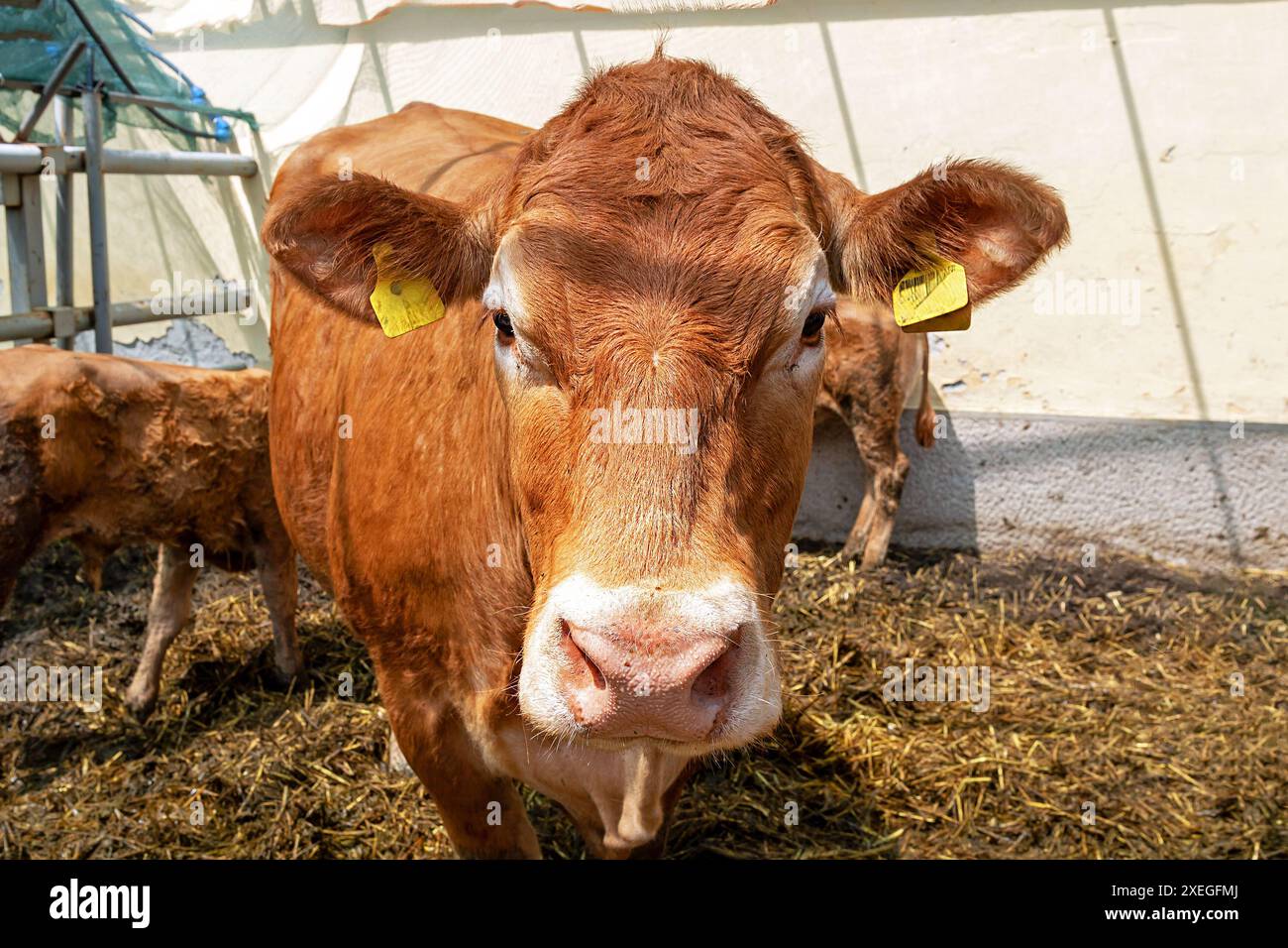 Domesticated brown cow head on a dry hay inside farm enclosure Stock ...