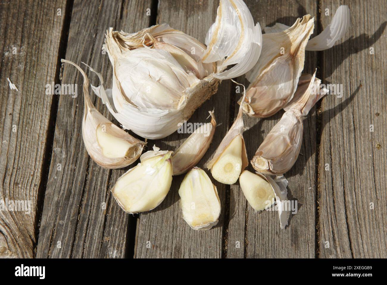 Allium sativum plant plants hi-res stock photography and images - Alamy