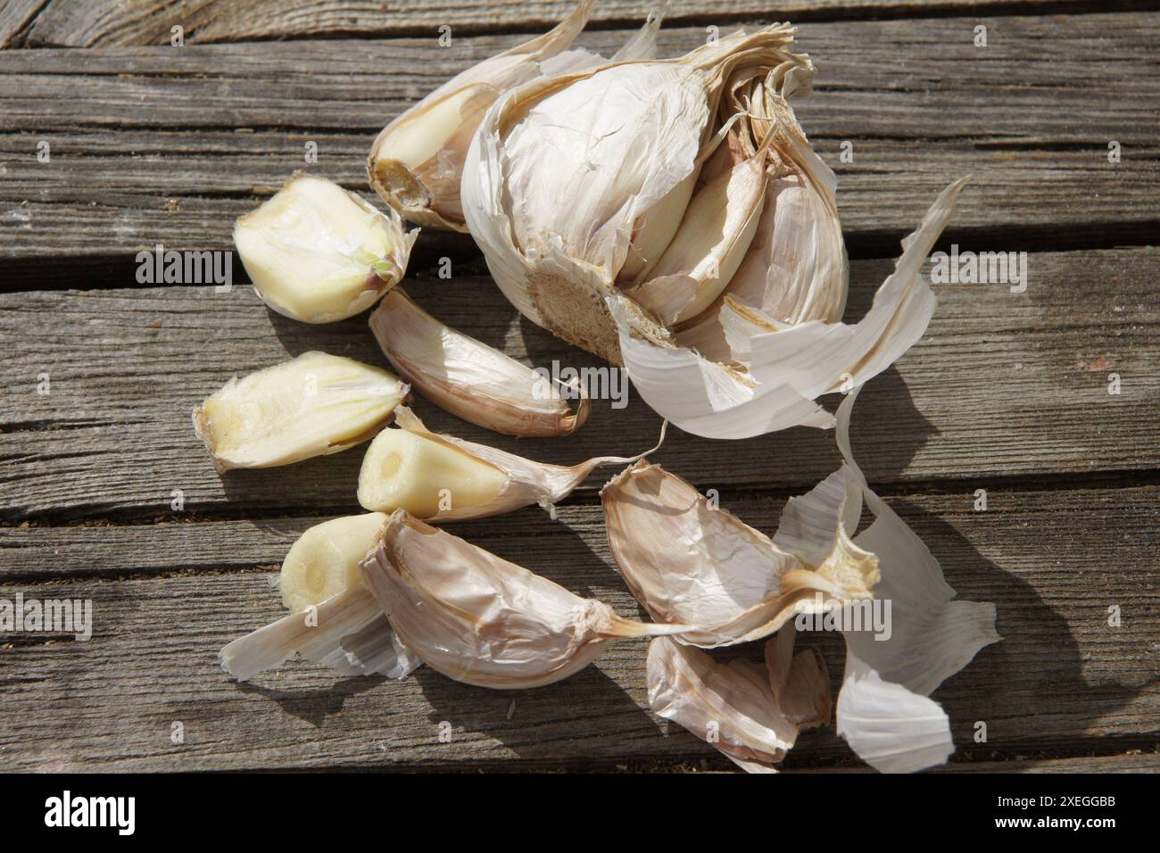 Allium sativum, garlic Stock Photo - Alamy