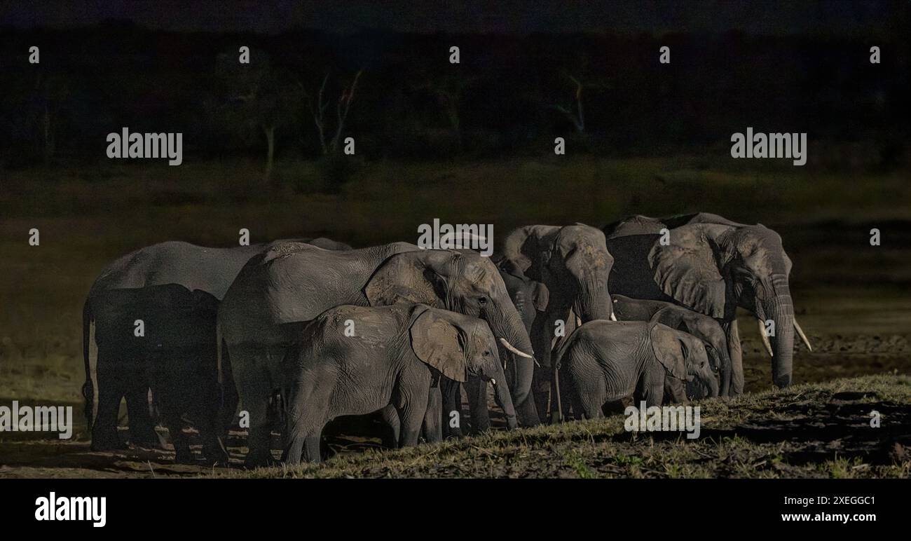 Elephant Herd around a waterhole at night at the Hwange Safari Lodge in ...