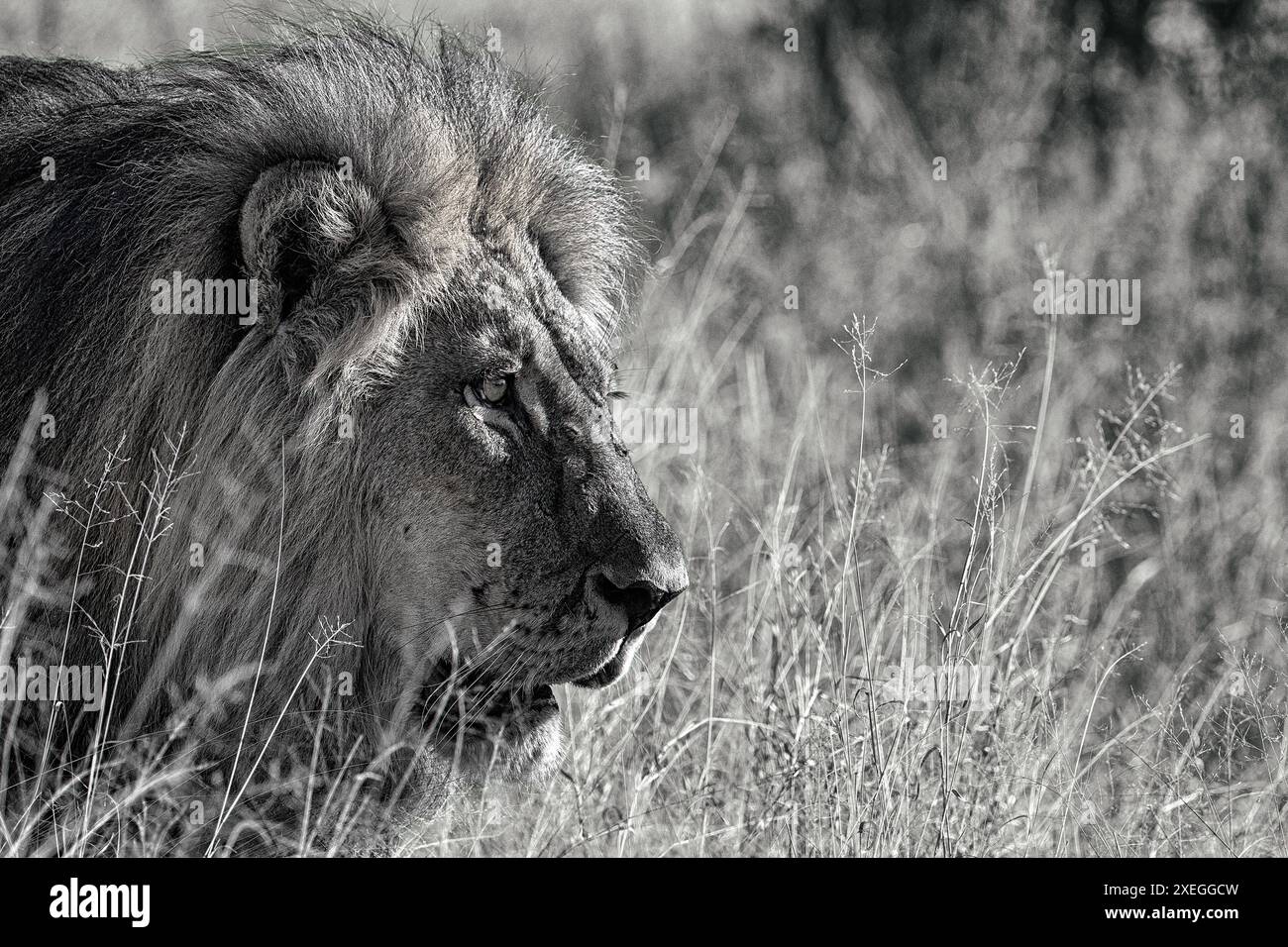 Male Lion lying in the grass at Ngweshla Pan in Hwange National Park ...
