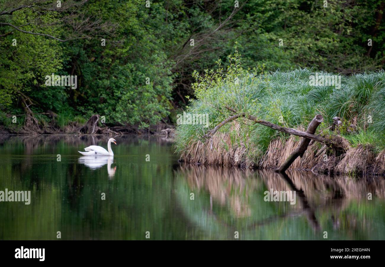 Blue swan river water hi-res stock photography and images - Alamy