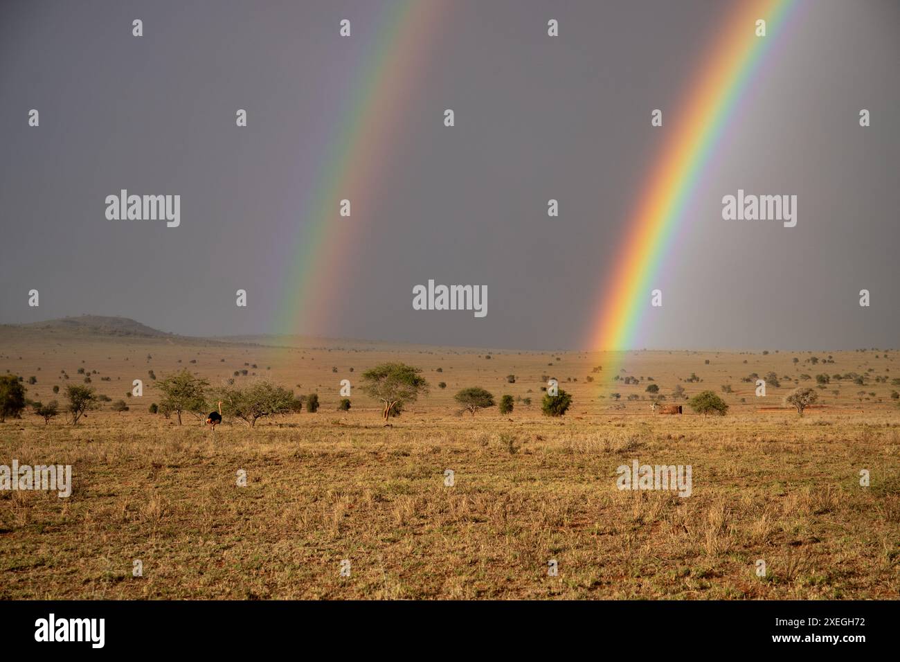 Rainy season in the savannah of Kenya. Landscape in Africa, sun, rain ...