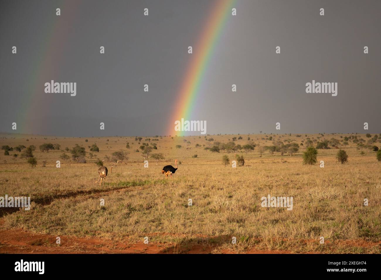 Rainy season in the savannah of Kenya. Landscape in Africa, sun, rain ...