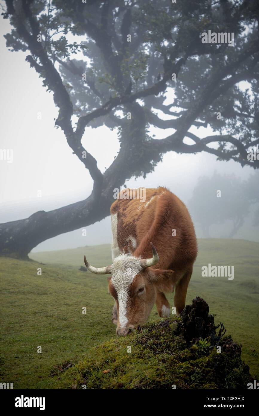 Cow madeira island hi-res stock photography and images - Alamy