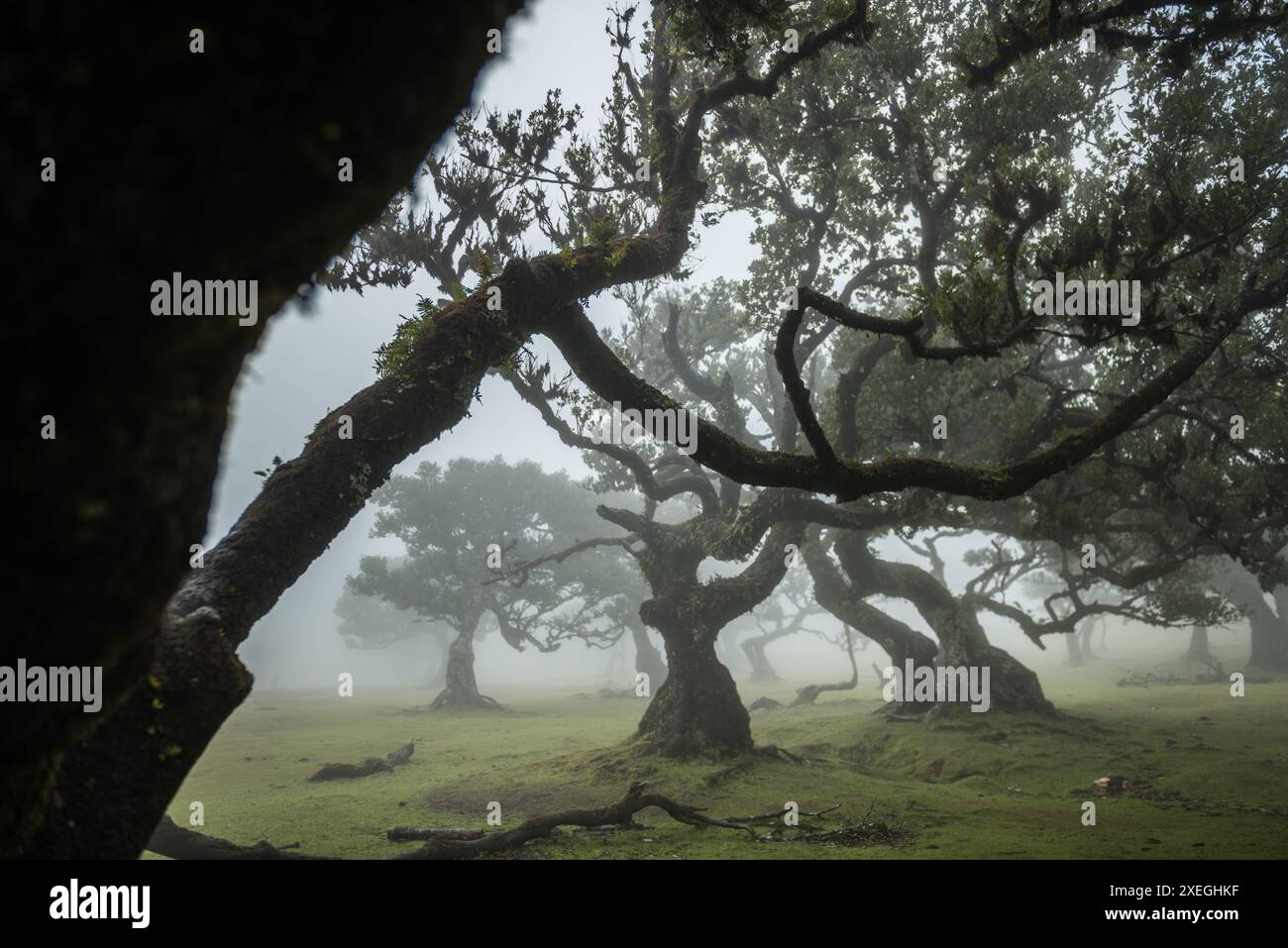 Century old Laurissilva trees in mystical foggy Fanal Forest in Madera ...