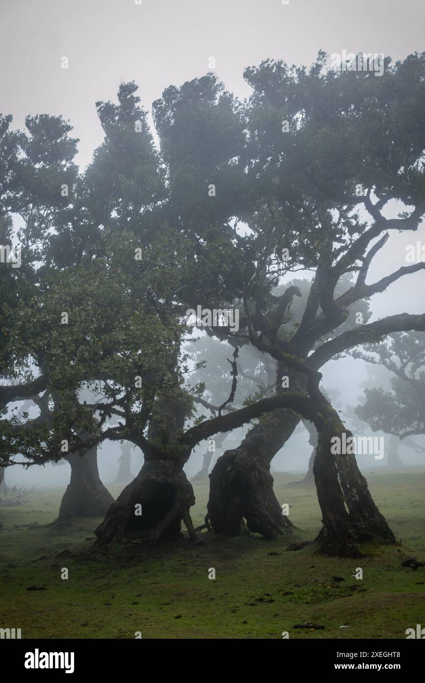 Fanal forest madeira island hi-res stock photography and images - Alamy