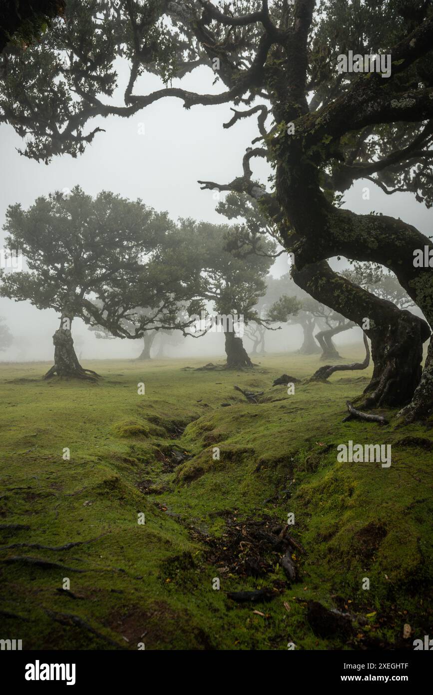 Century old Laurissilva trees in mystical foggy Fanal Forest in Madera ...