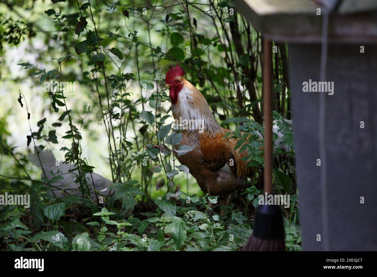 Rooster stands hi-res stock photography and images - Alamy