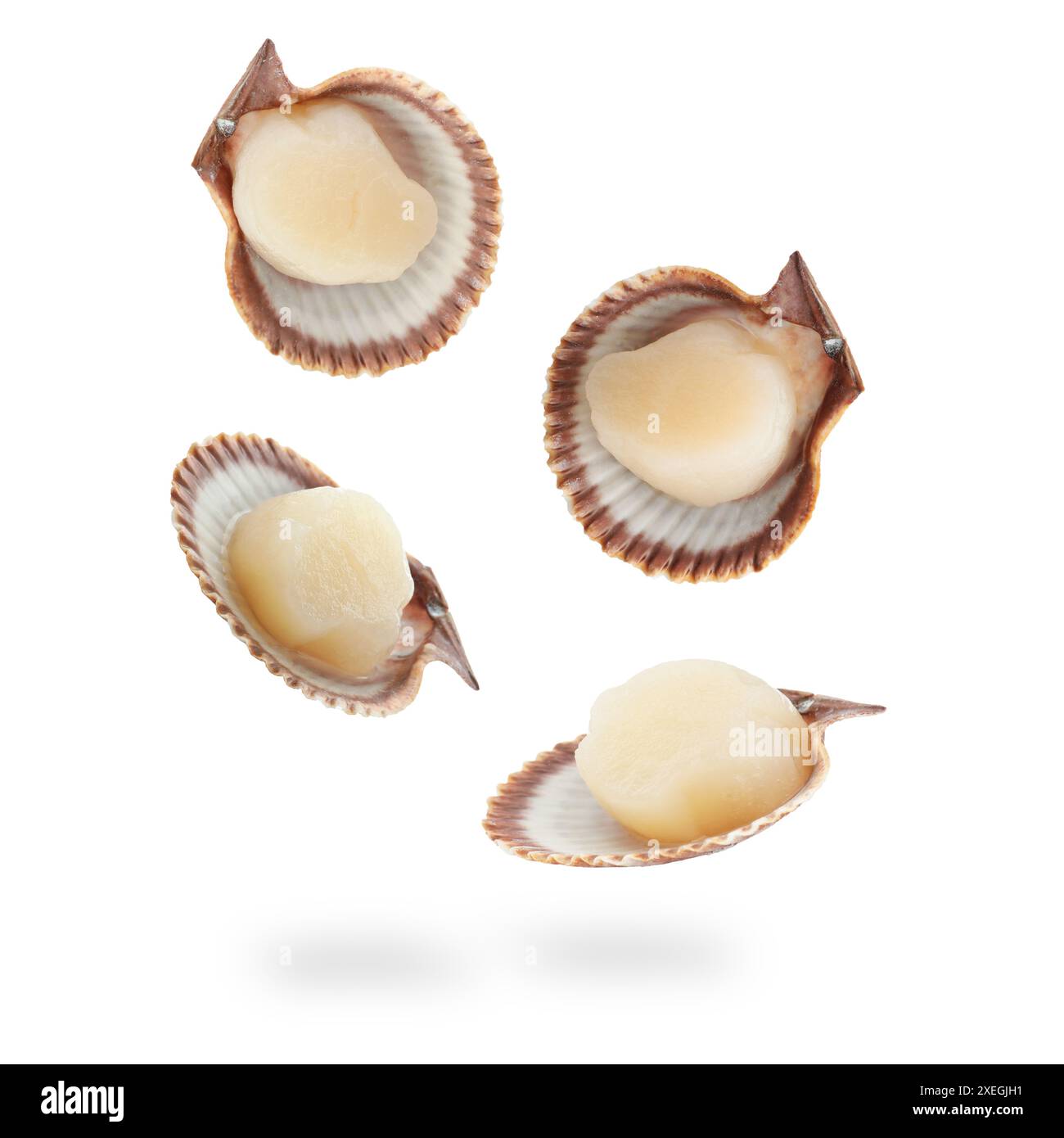 Scallops with shells falling on white background Stock Photo - Alamy