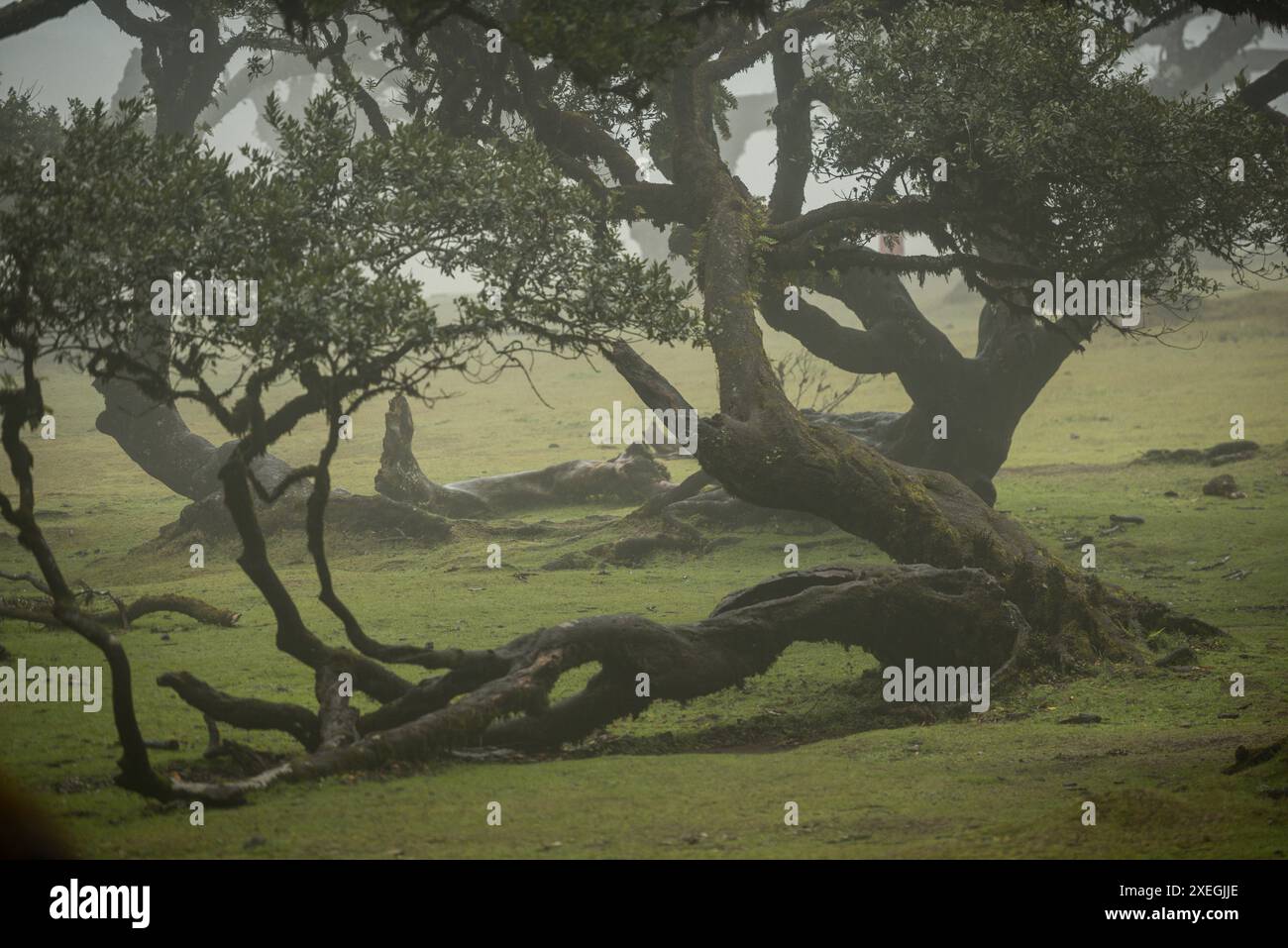 Century old Laurissilva trees in mystical foggy Fanal Forest in Madera ...