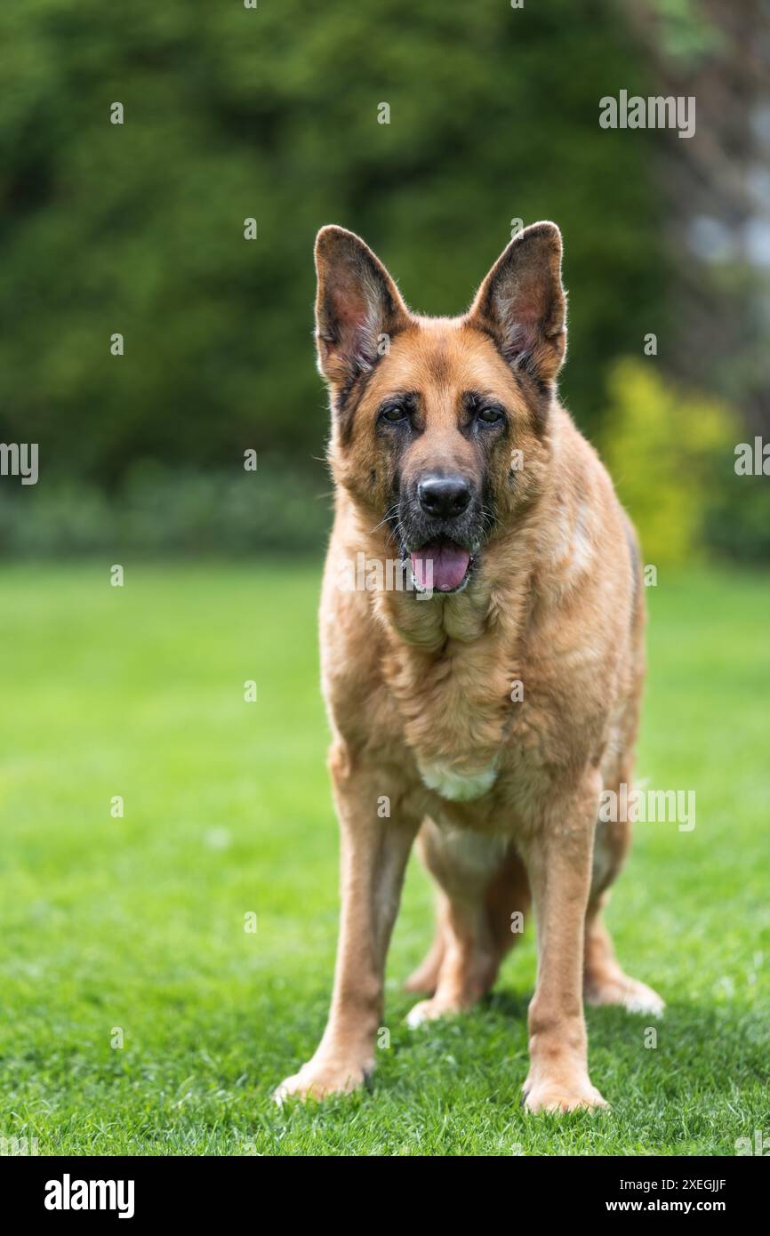 Senior german shepherd dog hi-res stock photography and images - Alamy