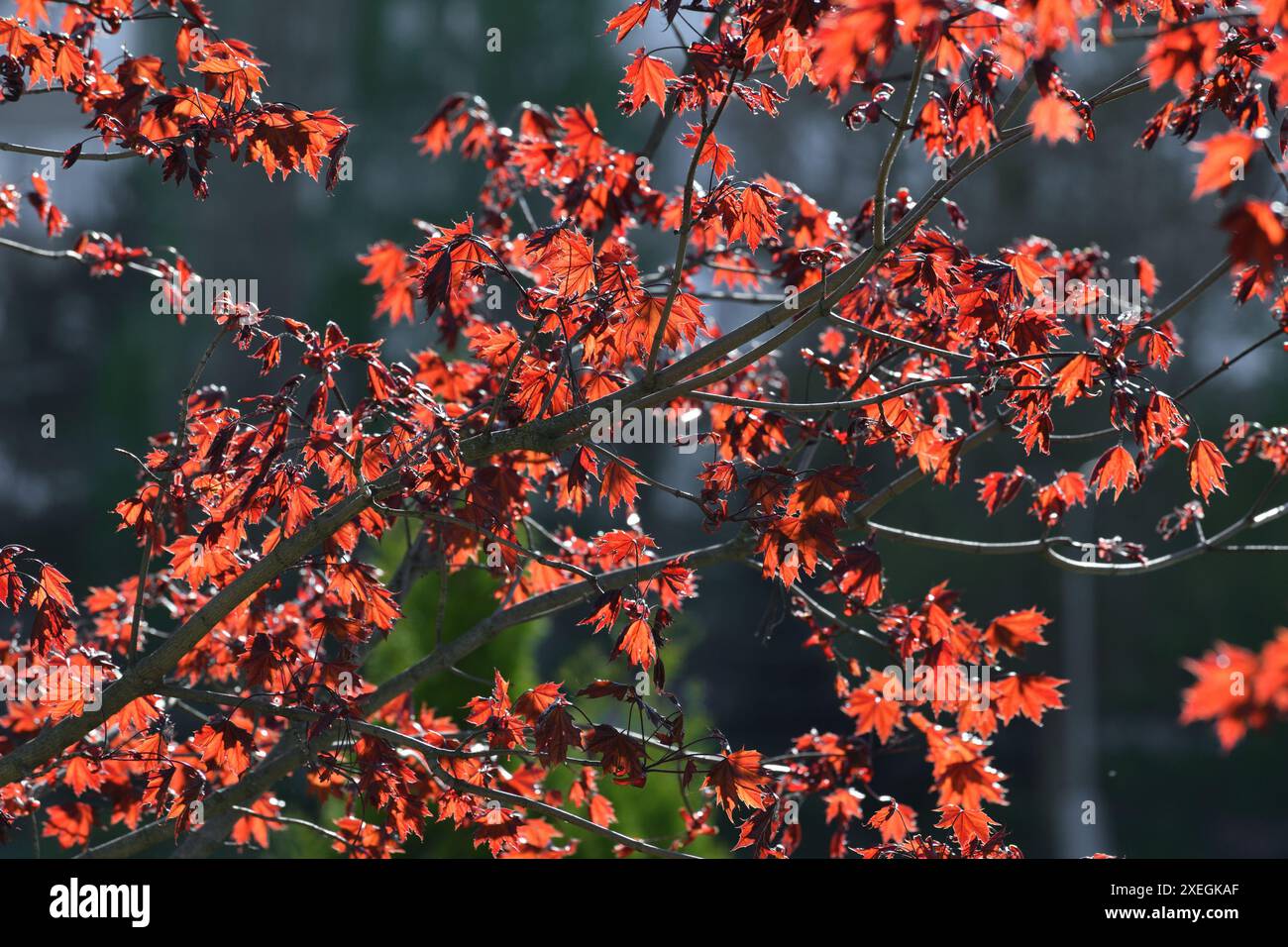Acer platanoides is a Norway Maple Royal red. Young spring leaves in ...