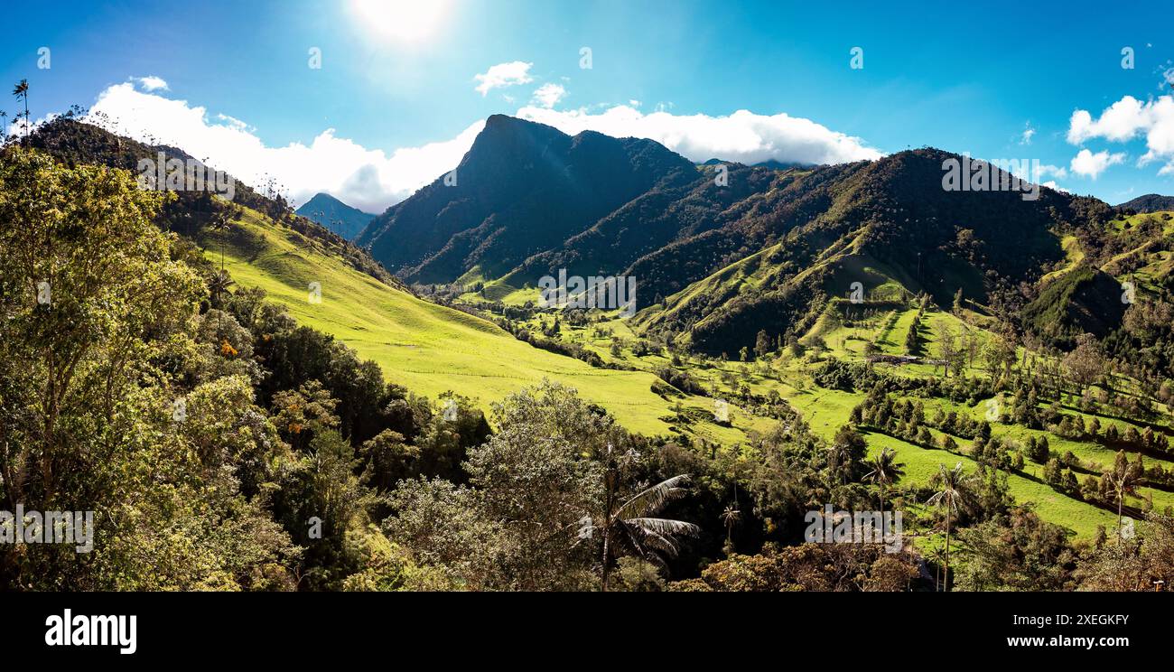 Nature landscape of tall wax palm trees in Valle del Cocora Valley ...
