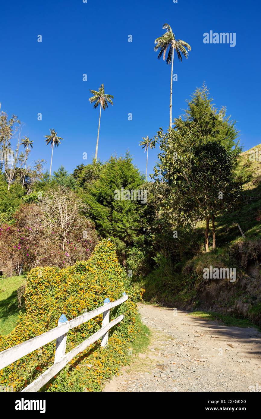Nature landscape of tall wax palm trees in Valle del Cocora Valley ...
